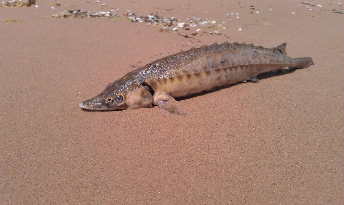 Jesiotr zachodni – ryba z prehistorycznymi korzeniami | Informator ...