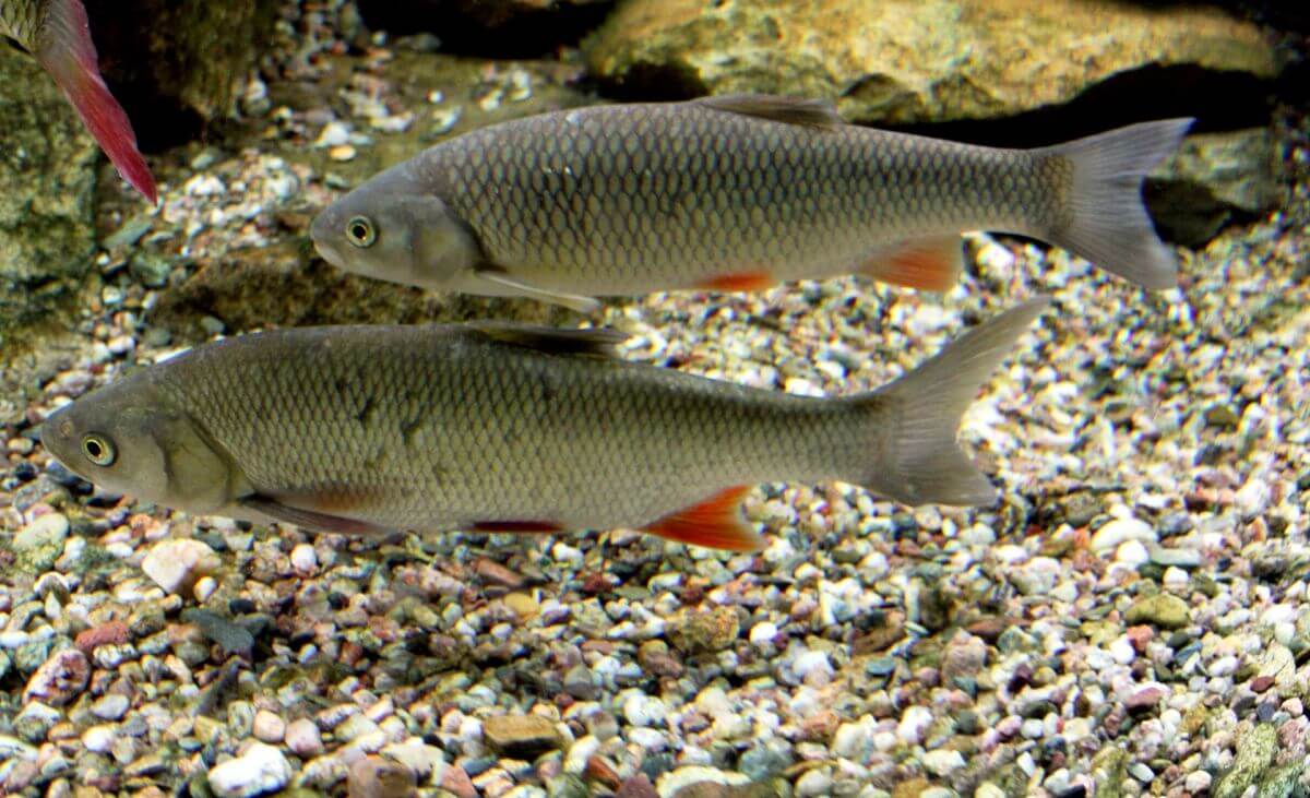 Kleń – ryba dla wytrwałych wędkarzy | Informator Wędkarski