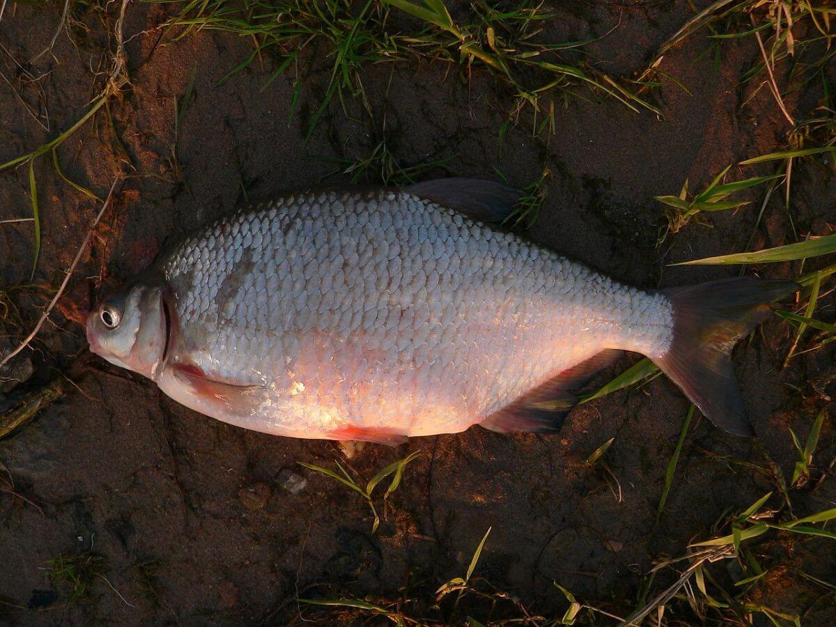 Krąp (Blicca bjoerkna) – ryba karpiowata w wędkarstwie polskim ...