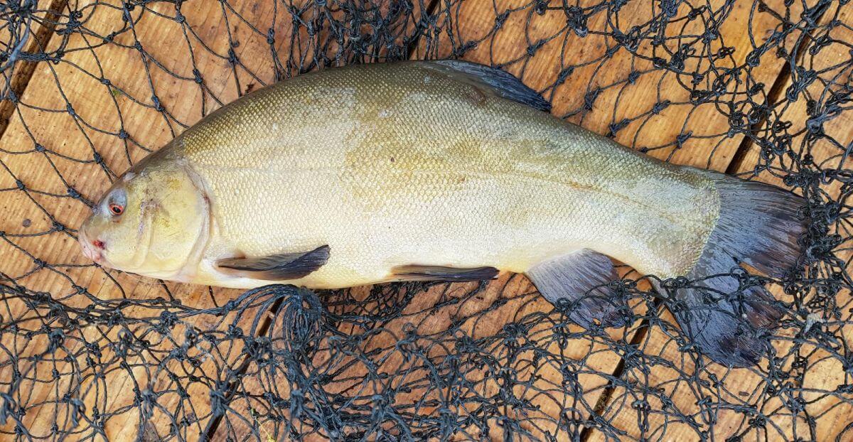 Niezwykła ryba lin – Wędkarskie metody łowienia lina | Informator Wędkarski