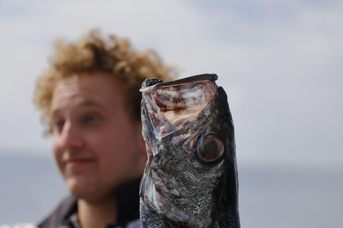 Miruna: ryba, którą warto jeść | Informator Wędkarski