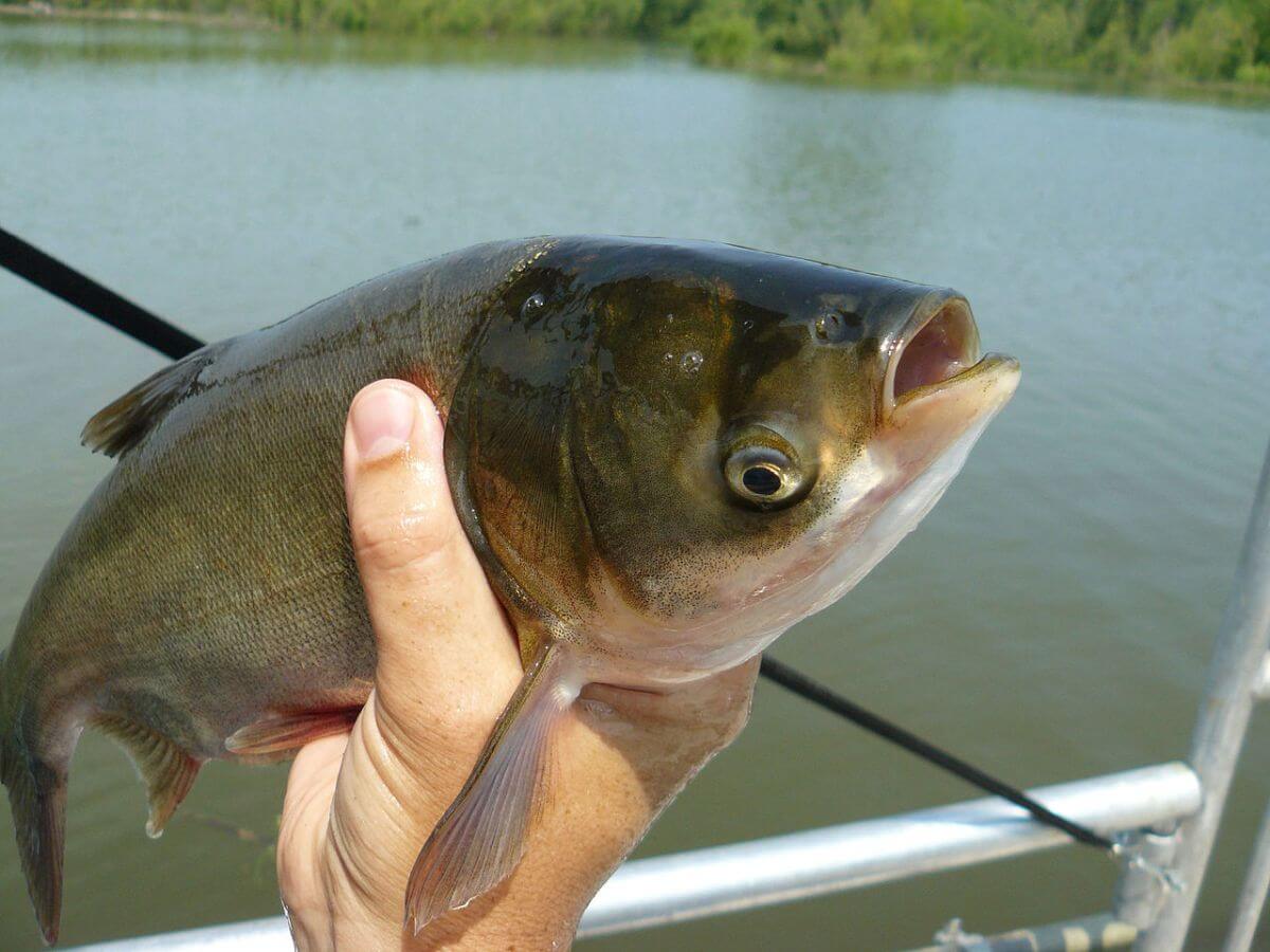 Miruna: ryba, którą warto jeść | Informator Wędkarski